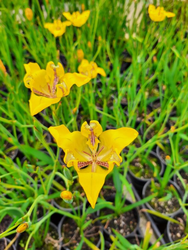Waterside Plants Archives - ozwatergardens